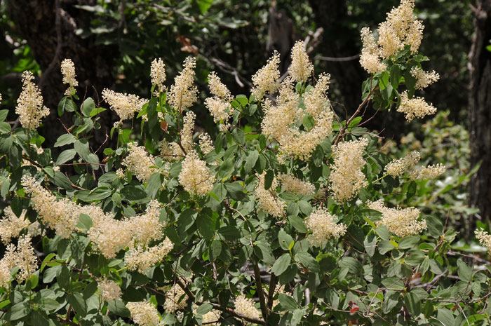 Ceanothus integerrimus, Ceanothus Deerbrush, Southwest Desert Flora
