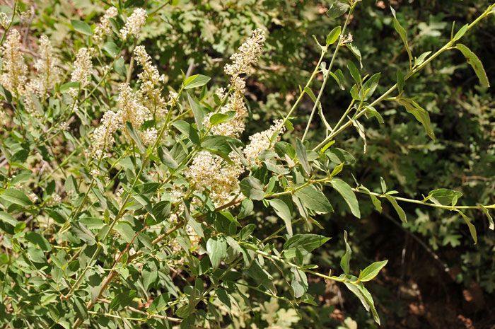 Ceanothus integerrimus, Ceanothus Deerbrush, Southwest Desert Flora