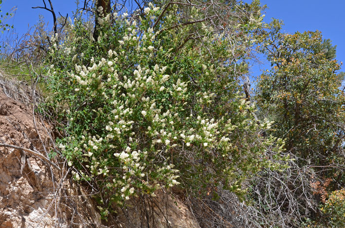 Ceanothus integerrimus, Ceanothus Deerbrush, Southwest Desert Flora