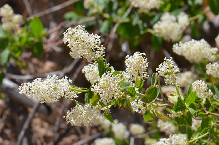 Ceanothus integerrimus, Ceanothus Deerbrush, Southwest Desert Flora