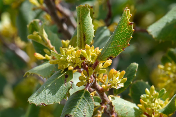 Rhamnus crocea, Redberry Buckthorn, Southwest Desert Flora