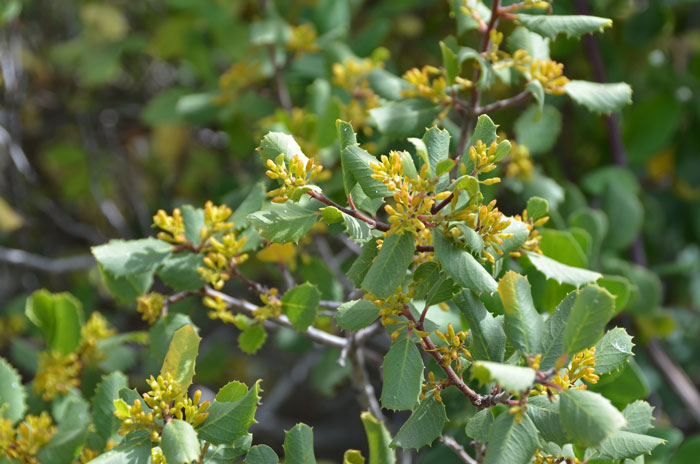 Rhamnus crocea, Redberry Buckthorn, Southwest Desert Flora