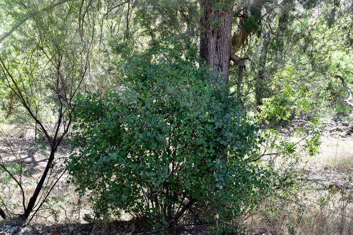 Rhamnus crocea, Redberry Buckthorn, Southwest Desert Flora