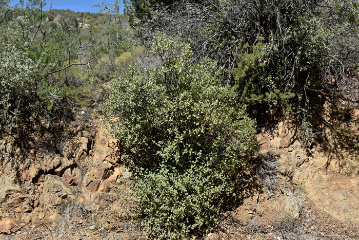 Rhamnus ilicifolia, Holly-leaf Buckthorn, Southwest Desert Flora