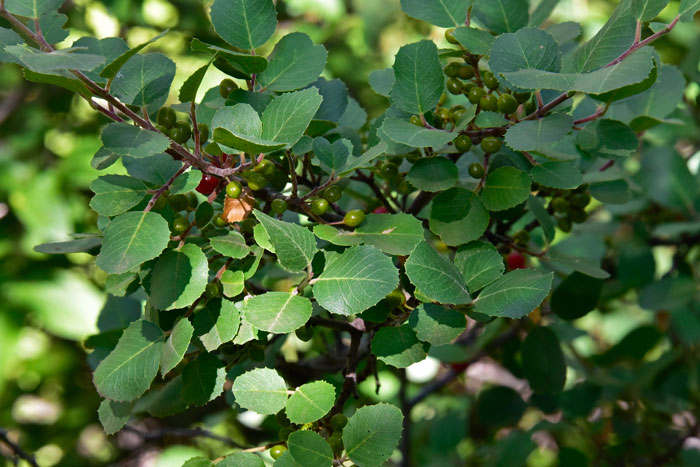 Rhamnus ilicifolia, Holly-leaf Buckthorn, Southwest Desert Flora