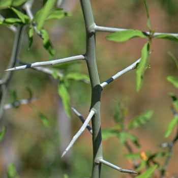 Ziziphus obtusifolia, Lotebush, Southwest Desert Flora