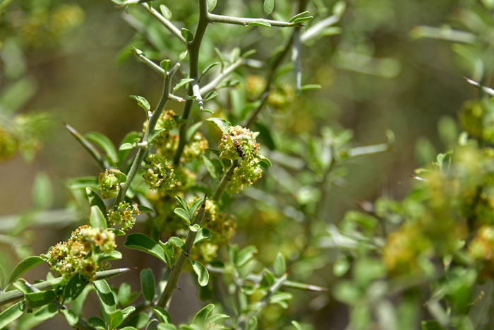 Ziziphus obtusifolia, Lotebush, Southwest Desert Flora