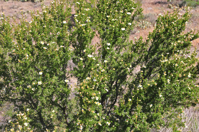 Purshia stansburiana, Cliffrose, Southwest Desert Flora