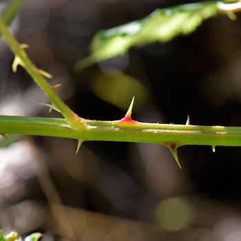 Rubus leucodermis, Whitebark Raspberry, Southwest Desert Flora