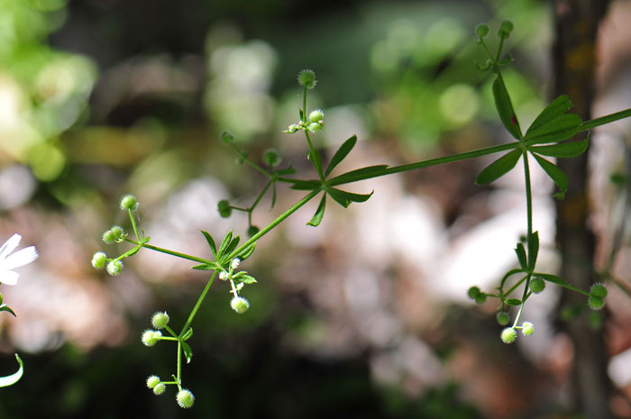 Galium aparine, Common Bedstraw, Southwest Desert Flora