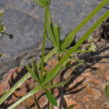Galium aparine, Common Bedstraw, Southwest Desert Flora