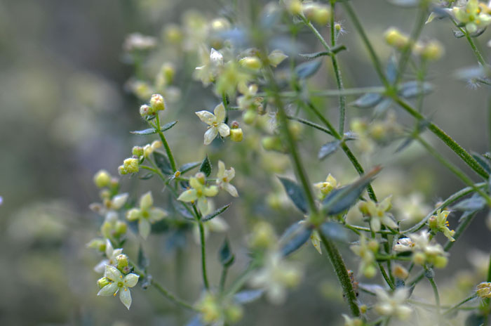 Galium stellatum, Starry Bedstraw, Southwest Desert Flora