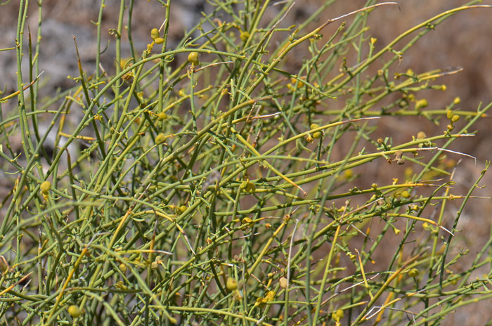 Thamnosma montana, Turpentinebroom, Southwest Desert Flora