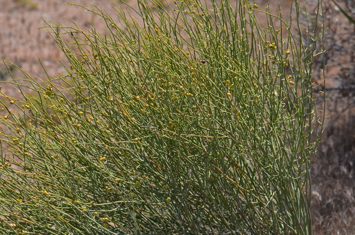 Thamnosma montana, Turpentinebroom, Southwest Desert Flora