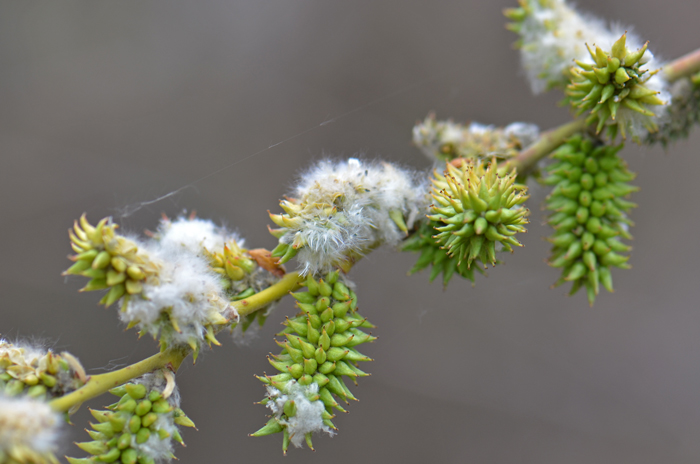 Salix amygdaloides, Peachleaf Willow, Southwest Desert Flora