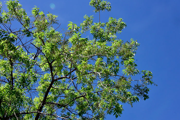 Sapindus saponaria, Western Soapberry, Southwest Desert Flora