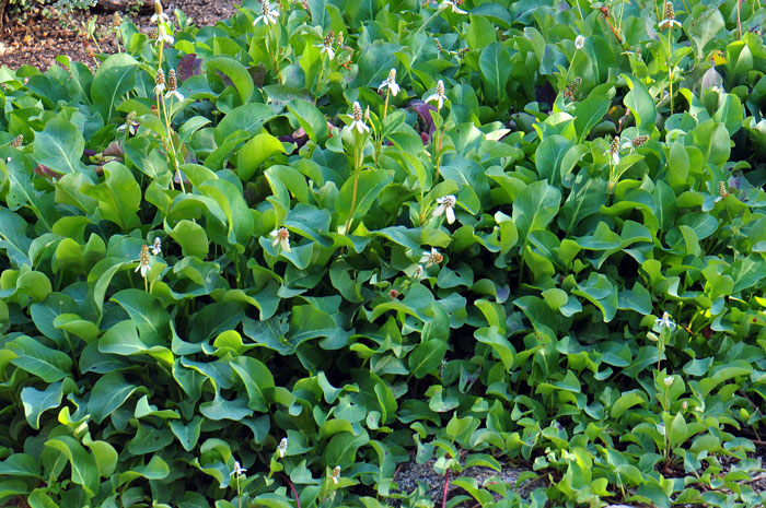 Anemopsis californica, Yerba Mansa, Southwest Desert Flora