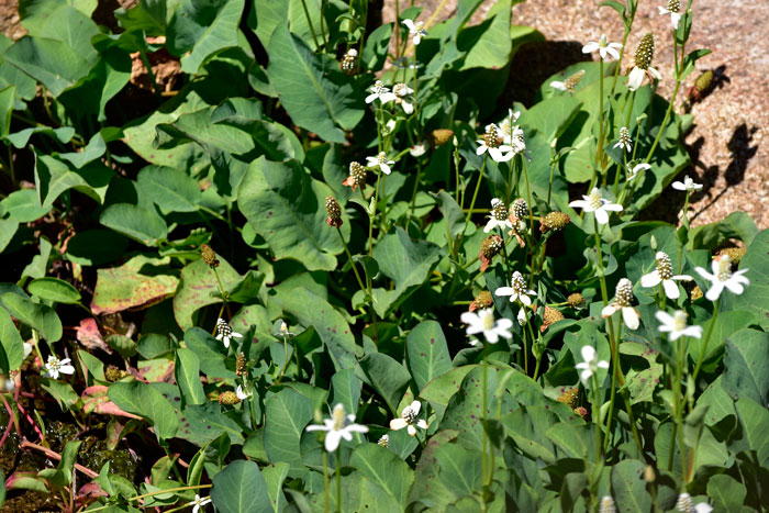 Anemopsis californica, Yerba Mansa, Southwest Desert Flora