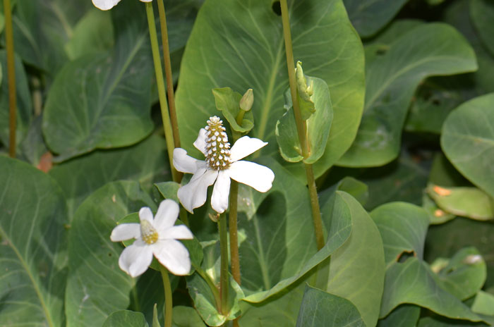 Anemopsis californica, Yerba Mansa, Southwest Desert Flora