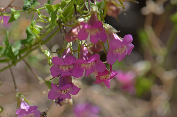 Maurandella antirrhiniflora, Climbing Snapdragon, Southwest Desert Flora