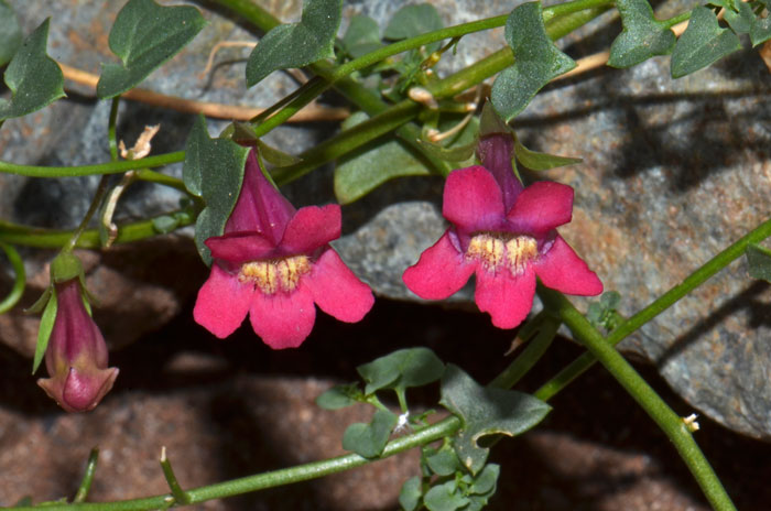 Maurandella antirrhiniflora, Climbing Snapdragon, Southwest Desert Flora