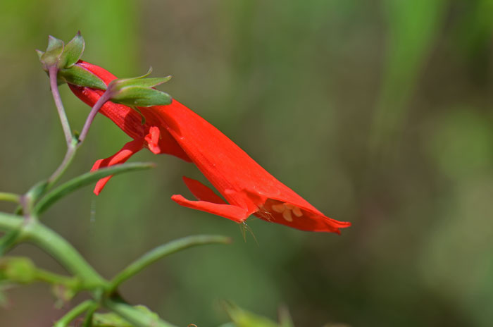 Penstemon barbatus, Beardlip Penstemon, Southwest Desert Flora