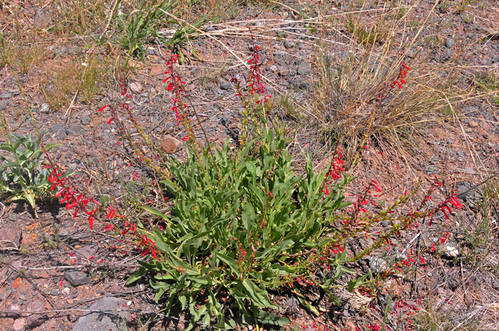 Penstemon barbatus, Beardlip Penstemon, Southwest Desert Flora