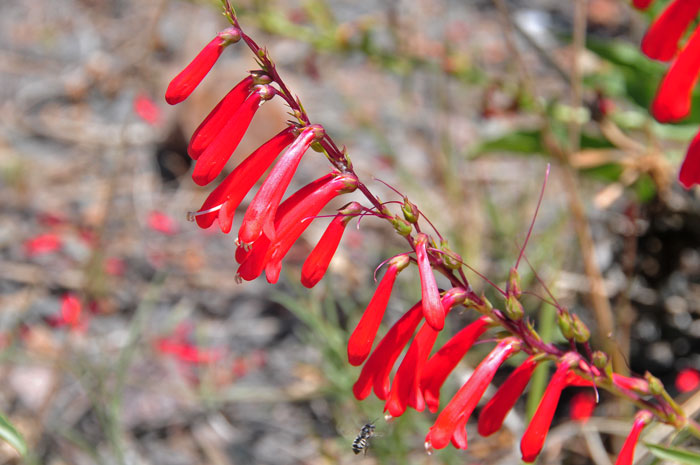 Penstemon barbatus, Beardlip Penstemon, Southwest Desert Flora