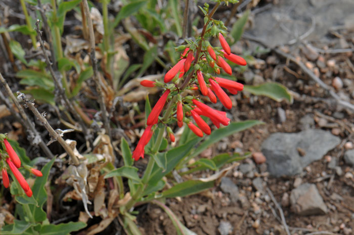 Penstemon eatonii, Firecracker Penstemon, Southwest Desert Flora