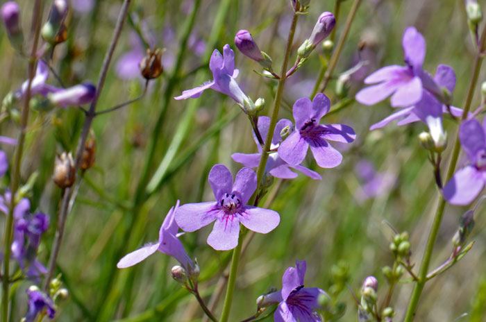 Penstemon linarioides, Toadflax Penstemon, Southwest Desert Flora