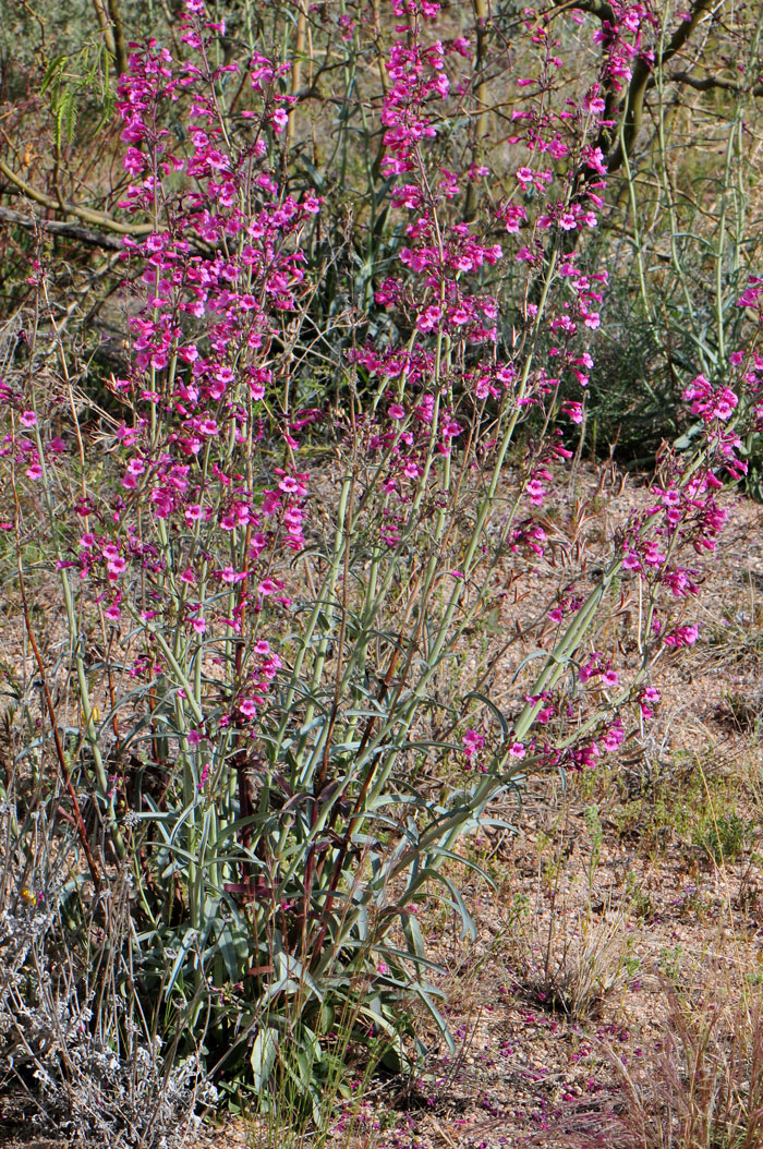 Penstemon parryi, Parry's Beardtongue, Southwest Desert Flora