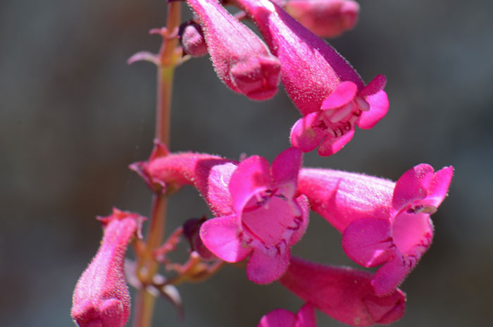 Penstemon pseudospectabilis, Desert Penstemon, Southwest Desert Flora