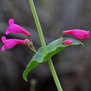 Penstemon pseudospectabilis, Desert Penstemon, Southwest Desert Flora