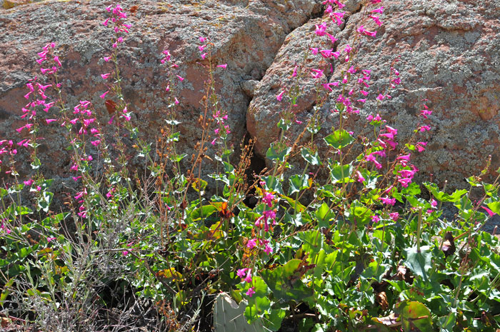 Penstemon pseudospectabilis, Desert Penstemon, Southwest Desert Flora