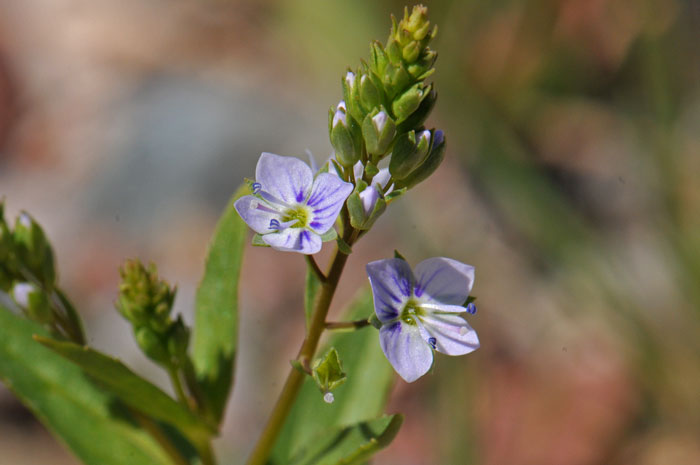 Veronica anagallis-aquatica, Water Speedwell, Southwest Desert Flora