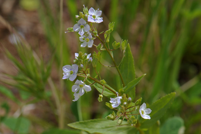 Veronica anagallis-aquatica, Water Speedwell, Southwest Desert Flora