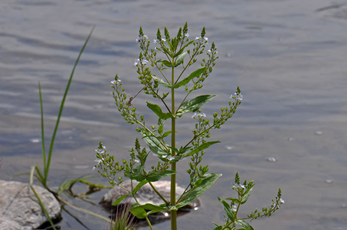 Veronica anagallis-aquatica, Water Speedwell, Southwest Desert Flora