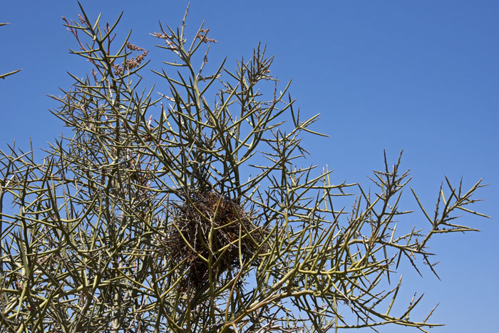 Castela emoryi, Crucifixion Thorn, Southwest Desert Flora