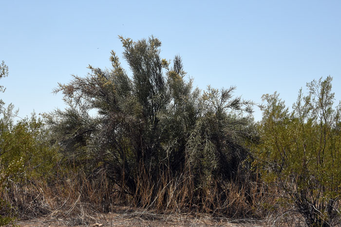 Castela emoryi, Crucifixion Thorn, Southwest Desert Flora