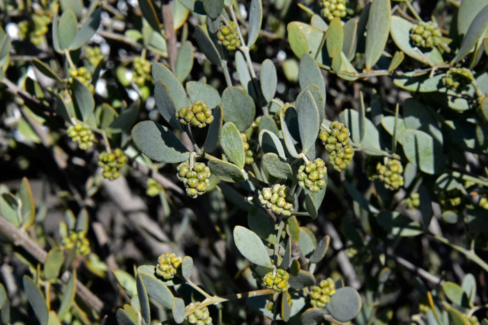 Simmondsia chinensis, Jojoba, Southwest Desert Flora