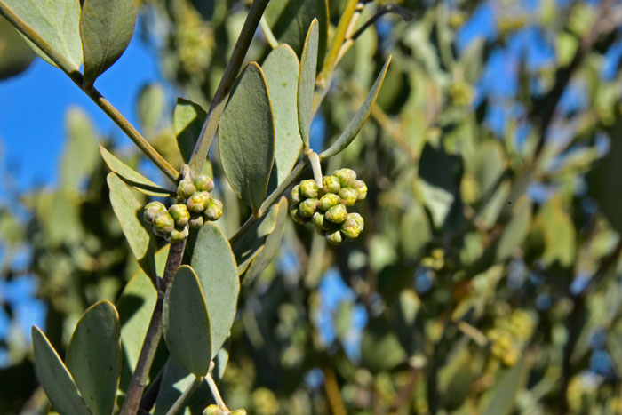 Simmondsia chinensis, Jojoba, Southwest Desert Flora