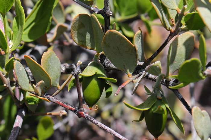 Simmondsia chinensis, Jojoba, Southwest Desert Flora