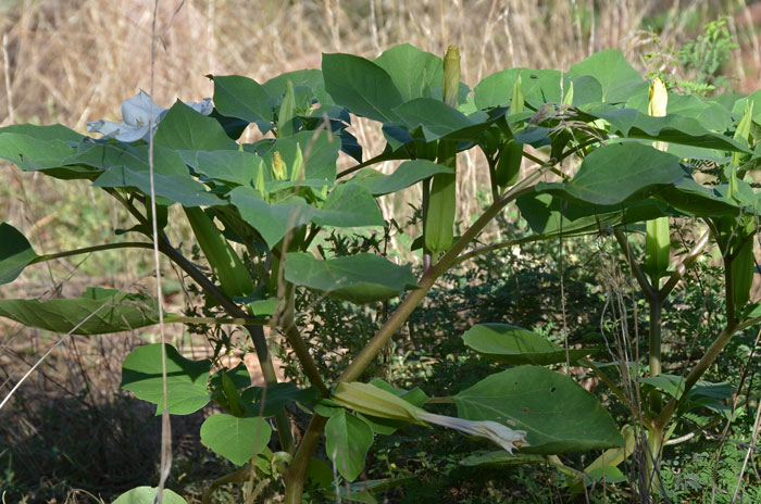 Datura discolor, Desert Thorn-apple, Southwest Desert Flora