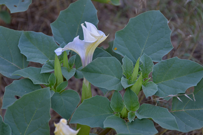 Datura discolor, Desert Thorn-apple, Southwest Desert Flora