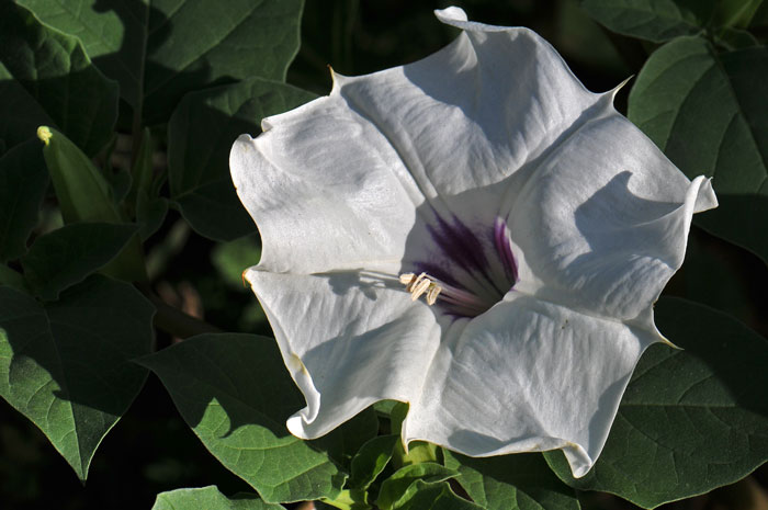 Datura discolor, Desert Thorn-apple, Southwest Desert Flora