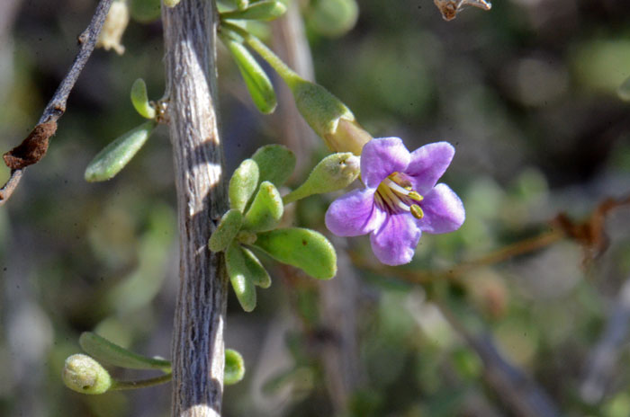 Lycium fremontii, Fremont's Thornbush, Southwest Desert Flora