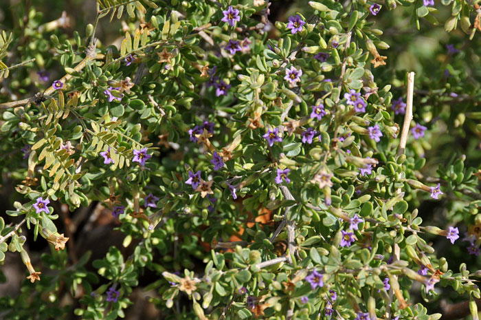Lycium fremontii, Fremont's Thornbush, Southwest Desert Flora