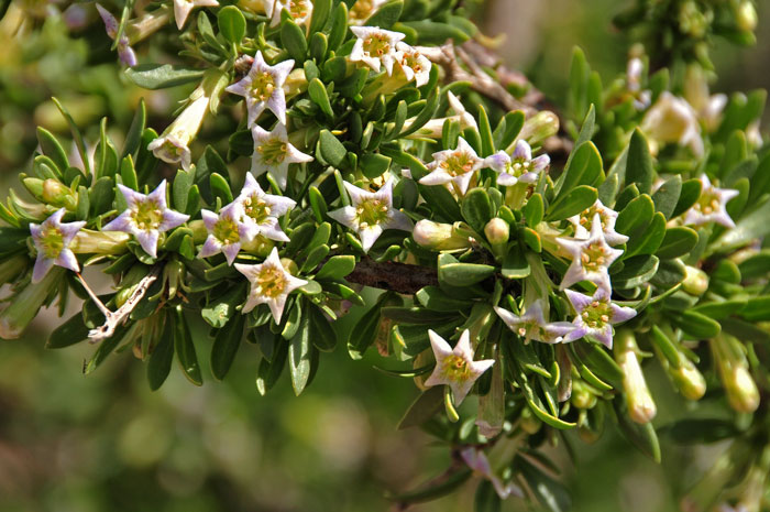Lycium macrodon, Desert Wolfberry, Southwest Desert Flora