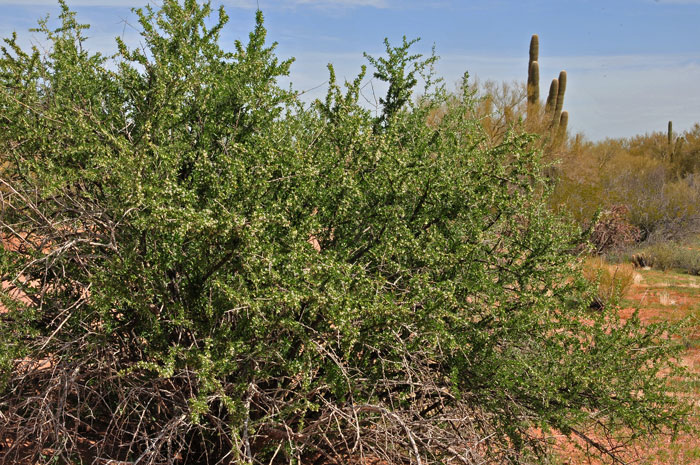 Lycium macrodon, Desert Wolfberry, Southwest Desert Flora