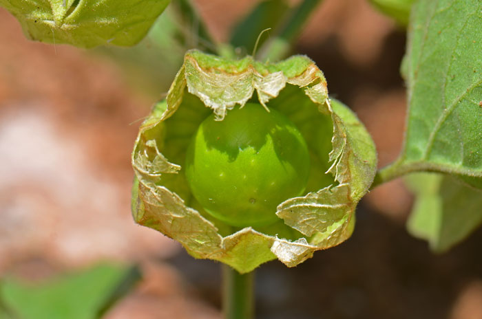 Physalis hederifolia, Ivyleaf Groundcherry, Southwest Desert Flora